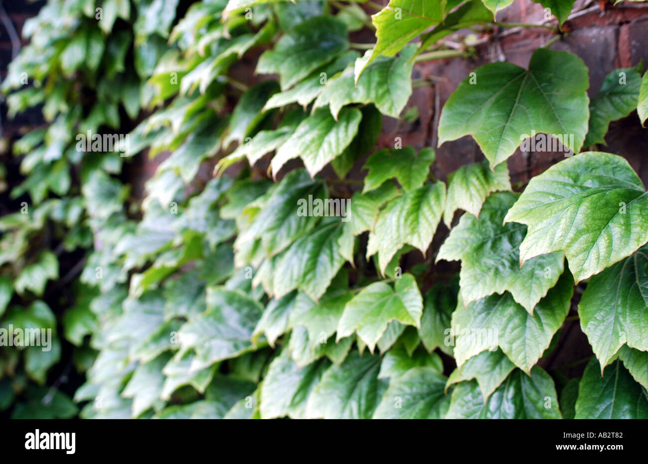 The ivy york hi-res stock photography and images - Alamy