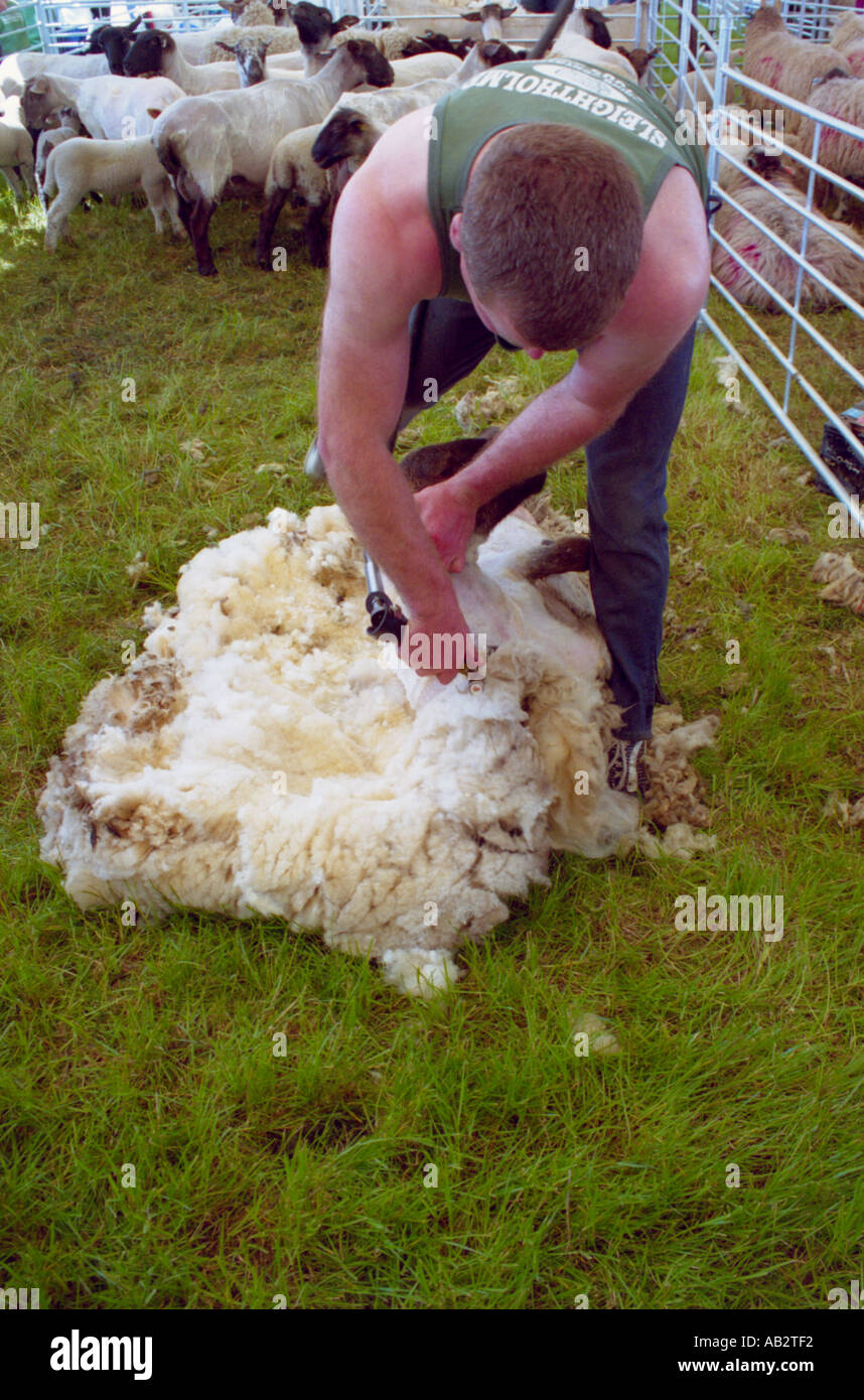 Young farmers shearing hi-res stock photography and images - Alamy