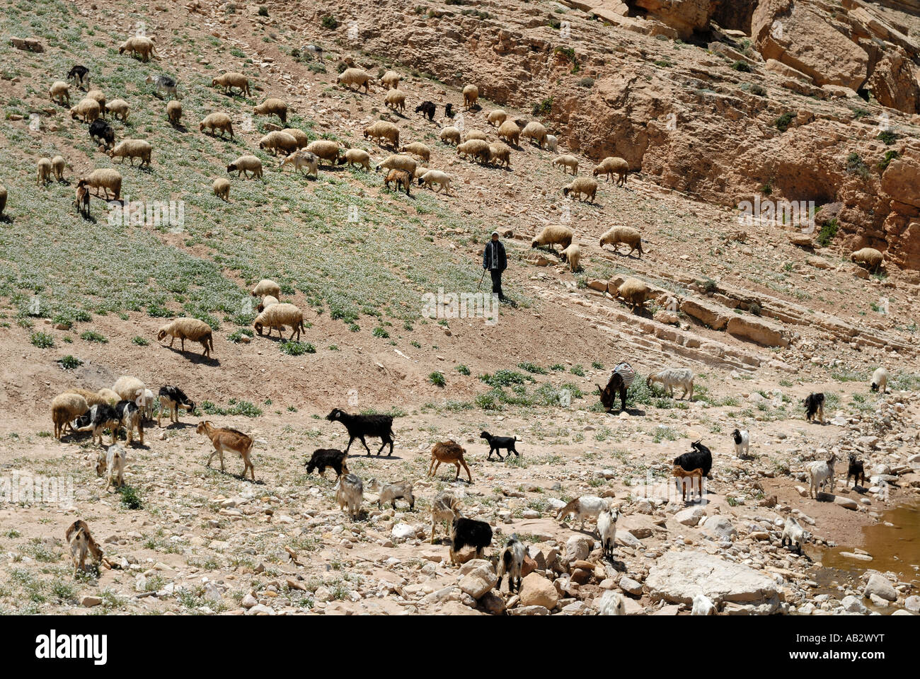 Shepherd Tends His Flock, Morocco Stock Photo - Alamy