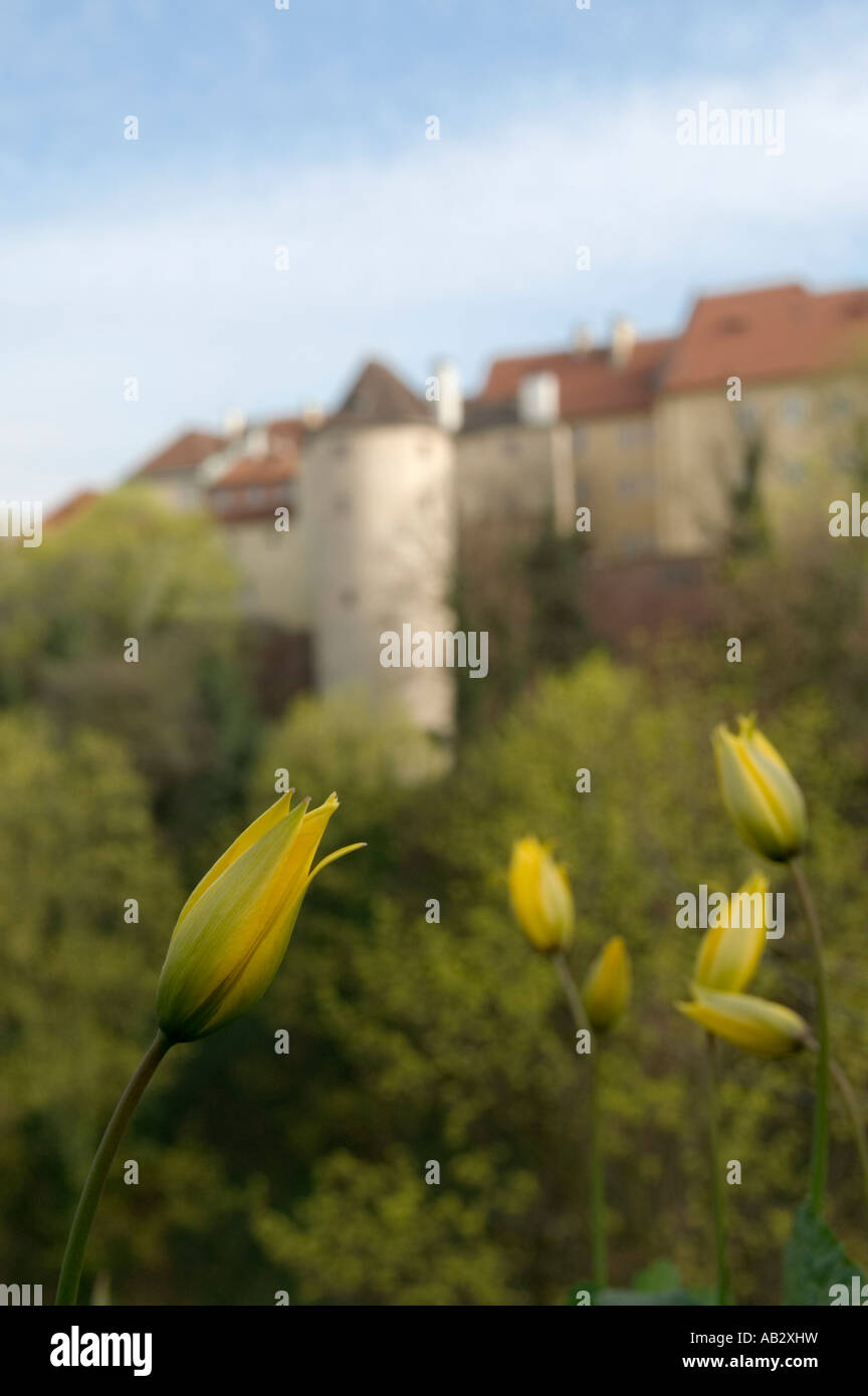 Prague tulip hi-res stock photography and images - Alamy