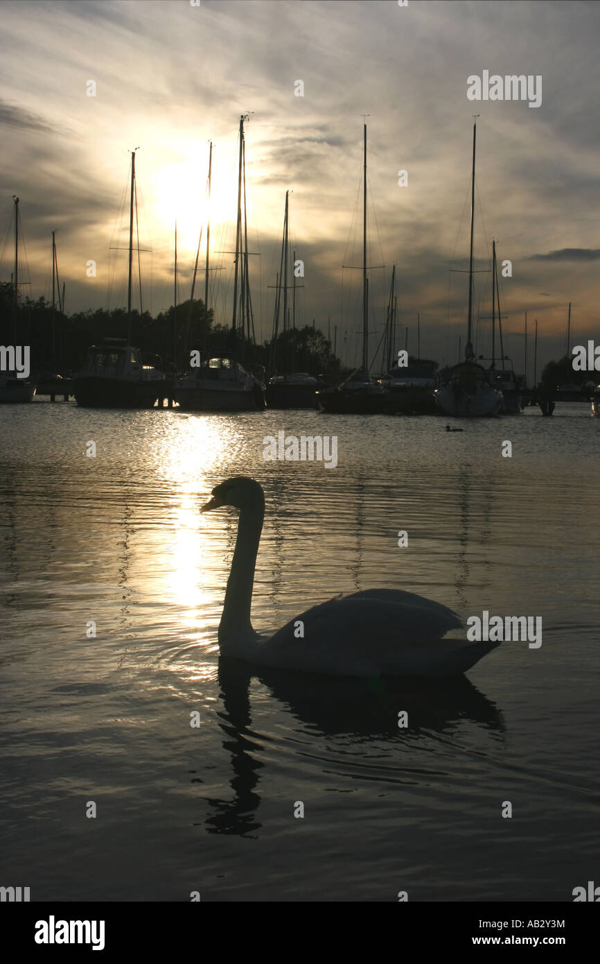 Swimming oxford island lough neagh hi-res stock photography and images ...