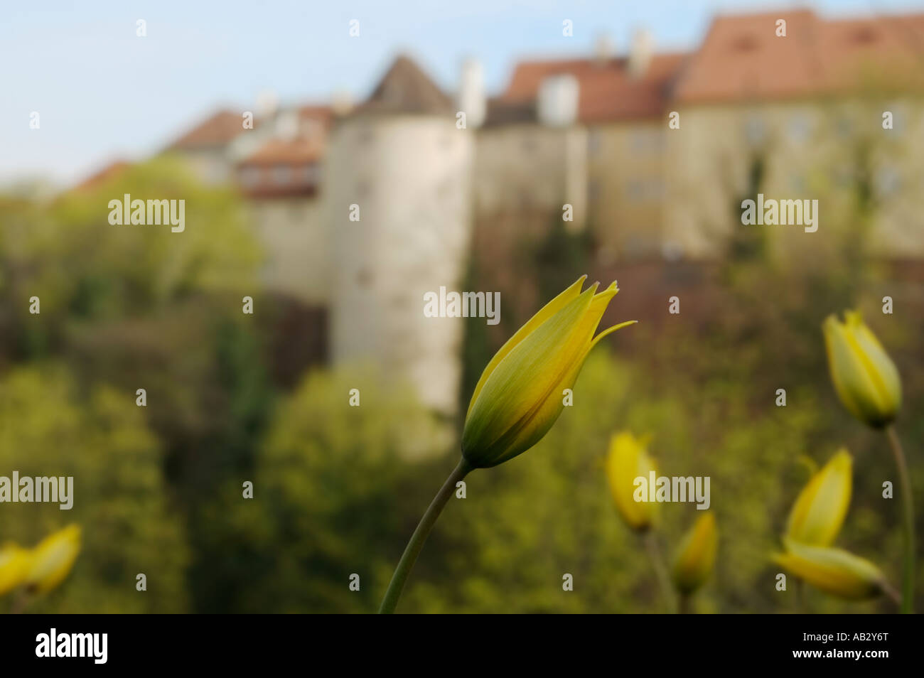 Prague tulip hi-res stock photography and images - Alamy