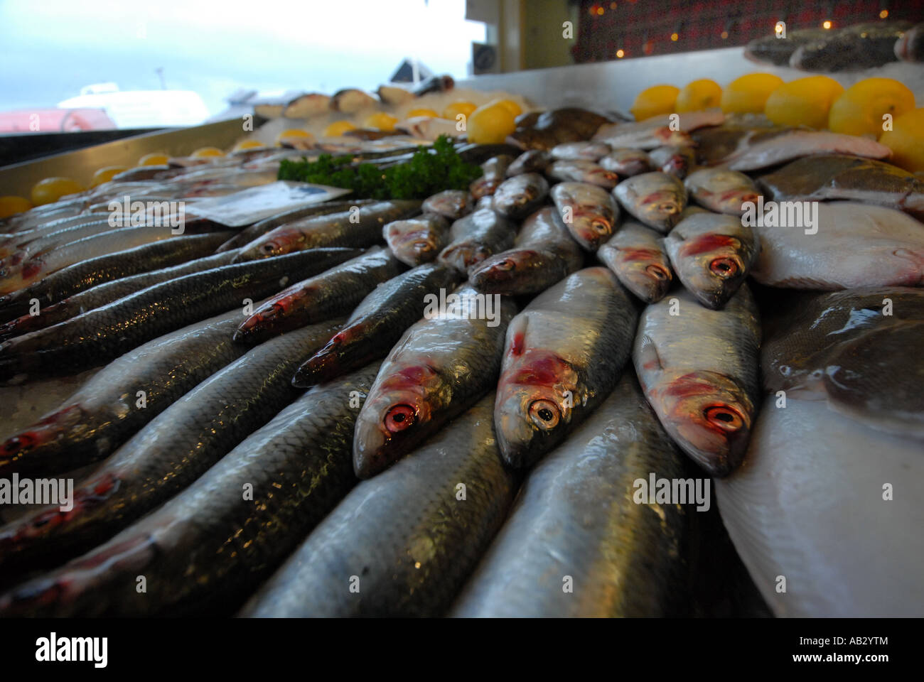 Mackerel on sale in Hastings, East Sussex, England Stock Photo - Alamy