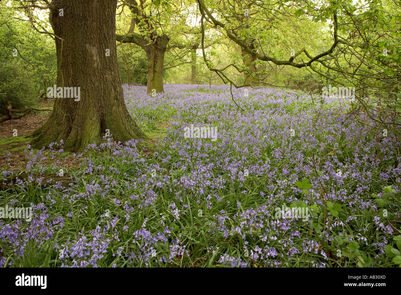 Bluebells carpet the understorey at Burton Bushes Beverley Westwood ...