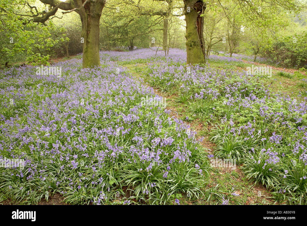 Bluebells carpet the understorey at Burton Bushes Beverley Westwood ...