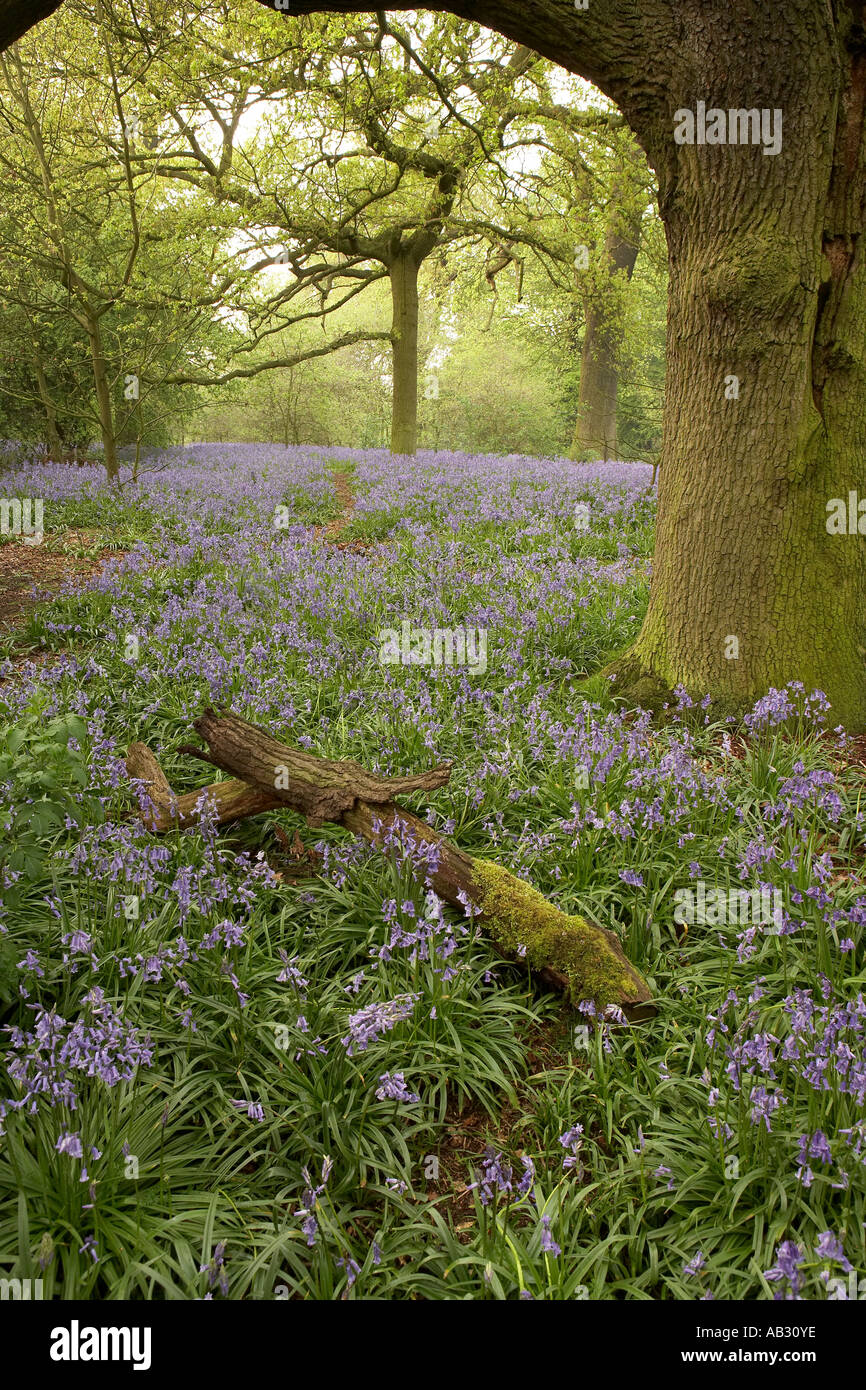 Bluebells carpet the understorey at Burton Bushes Beverley Westwood ...