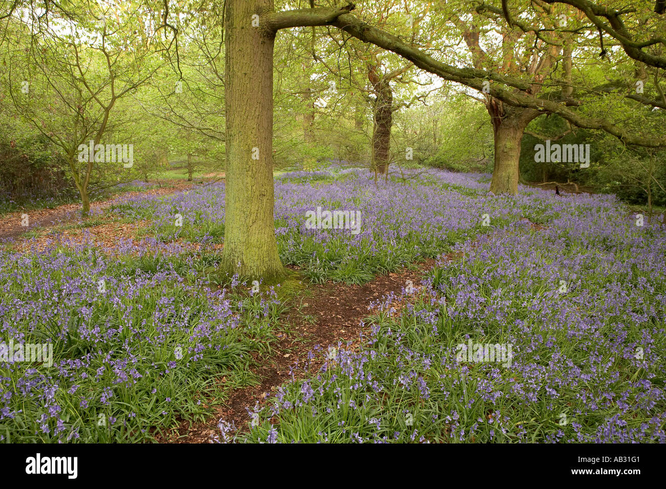 Bluebells carpet the understorey at Burton Bushes Beverley Westwood ...