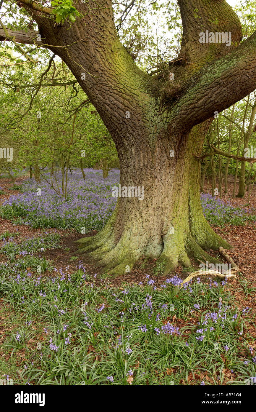 Bluebells carpet the understorey at Burton Bushes Beverley Westwood ...