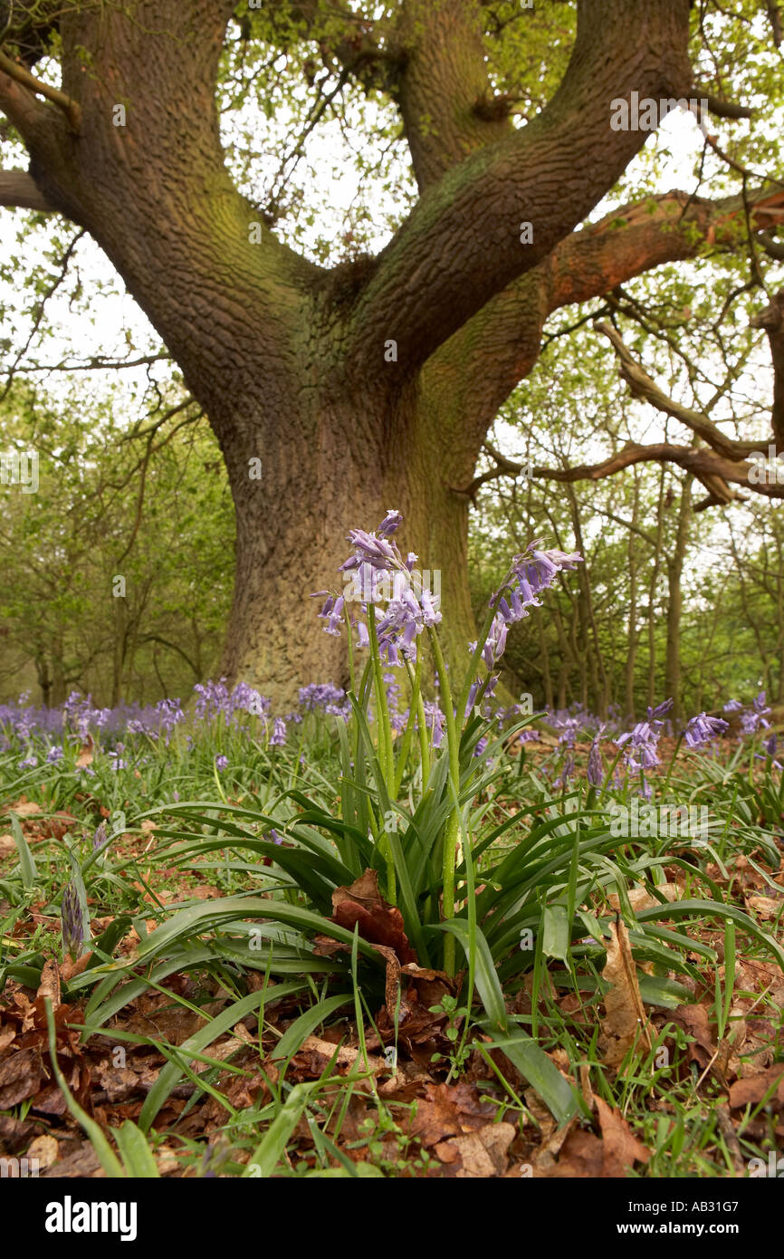 Bluebells carpet the understorey at Burton Bushes Beverley Westwood ...