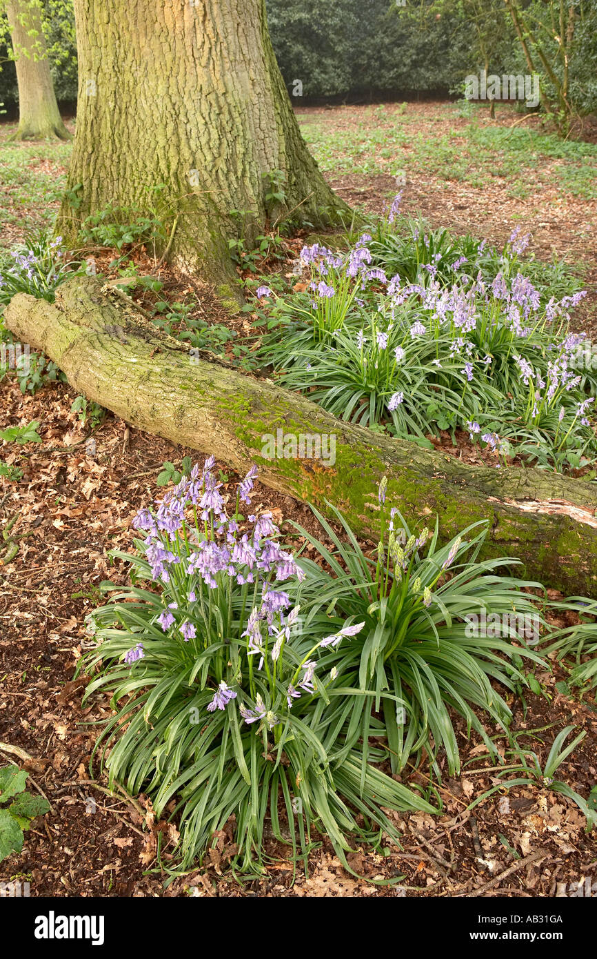 Bluebells carpet the understorey at Burton Bushes Beverley Westwood ...