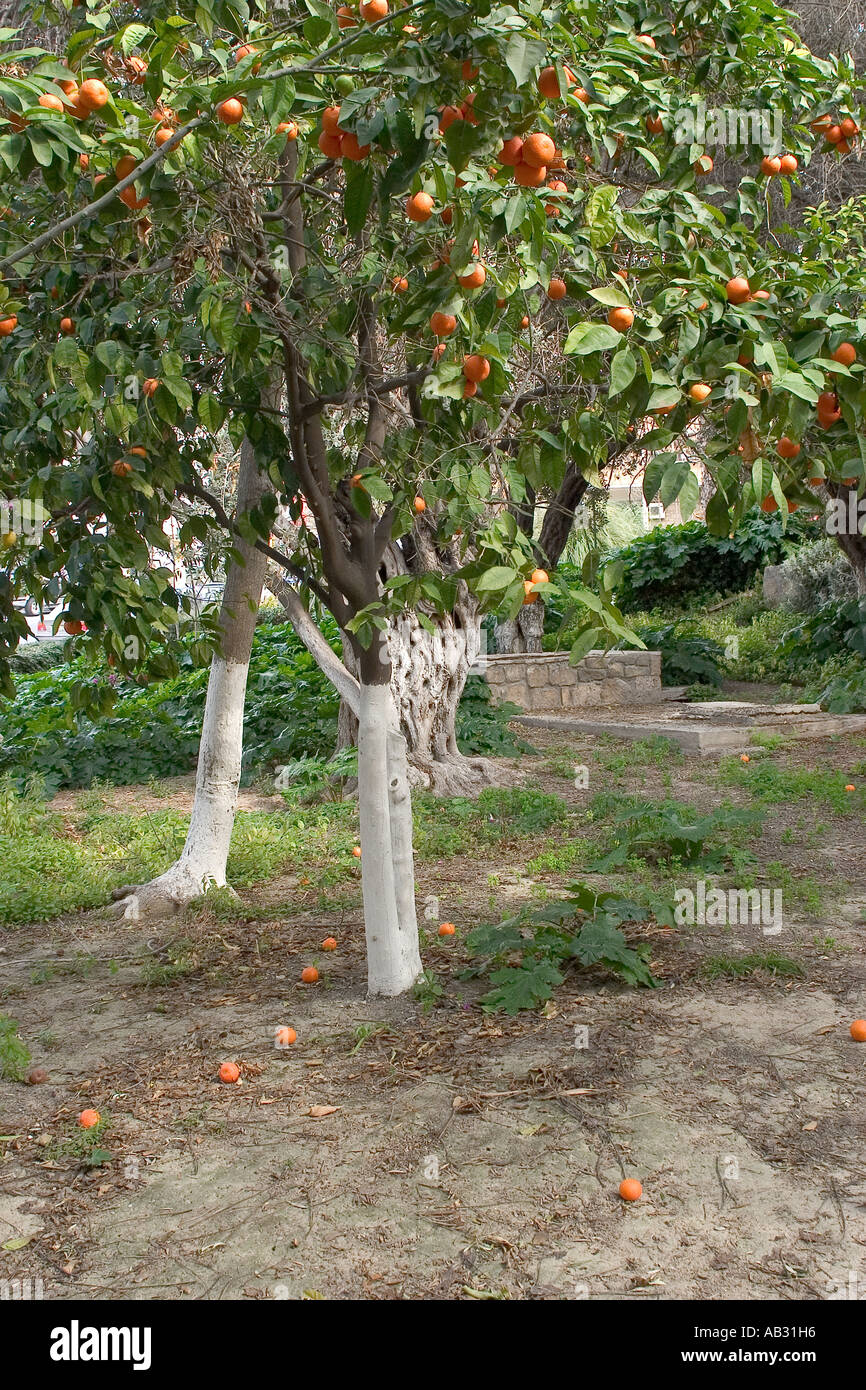 Orange trees cyprus Stock Photo - Alamy