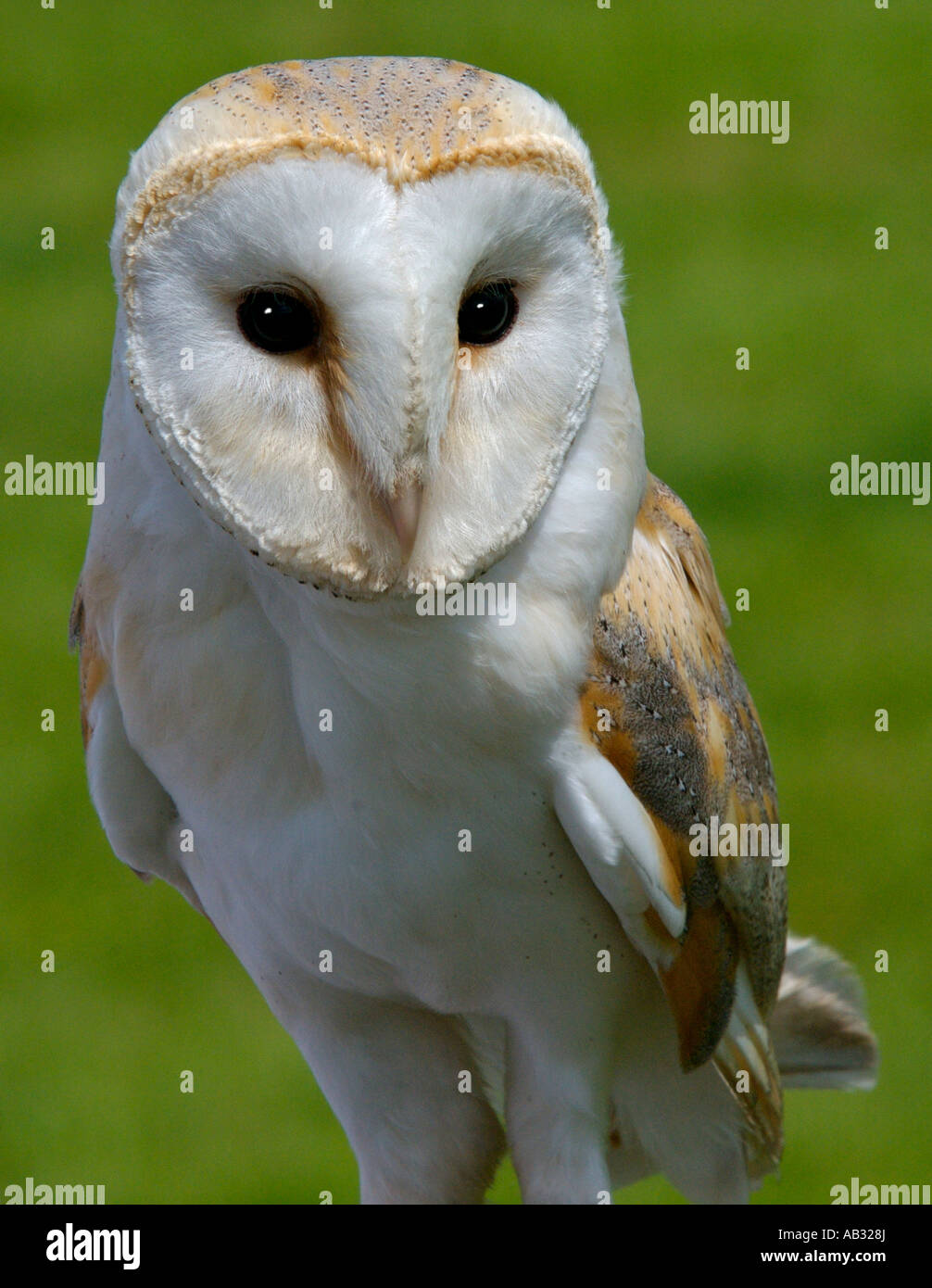 Buff under parts hi-res stock photography and images - Alamy