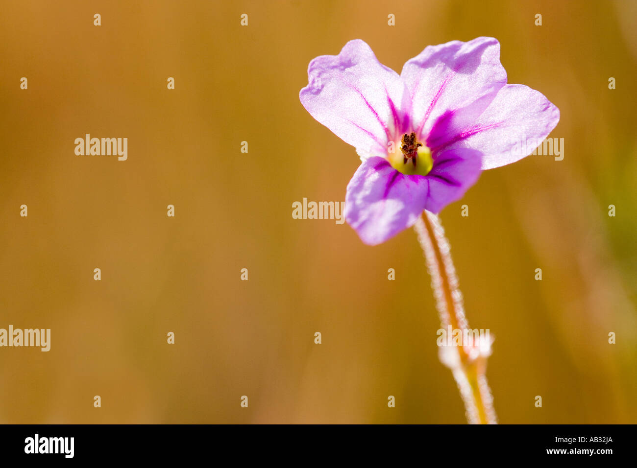 Tiny Purple Flower Stock Photo - Alamy