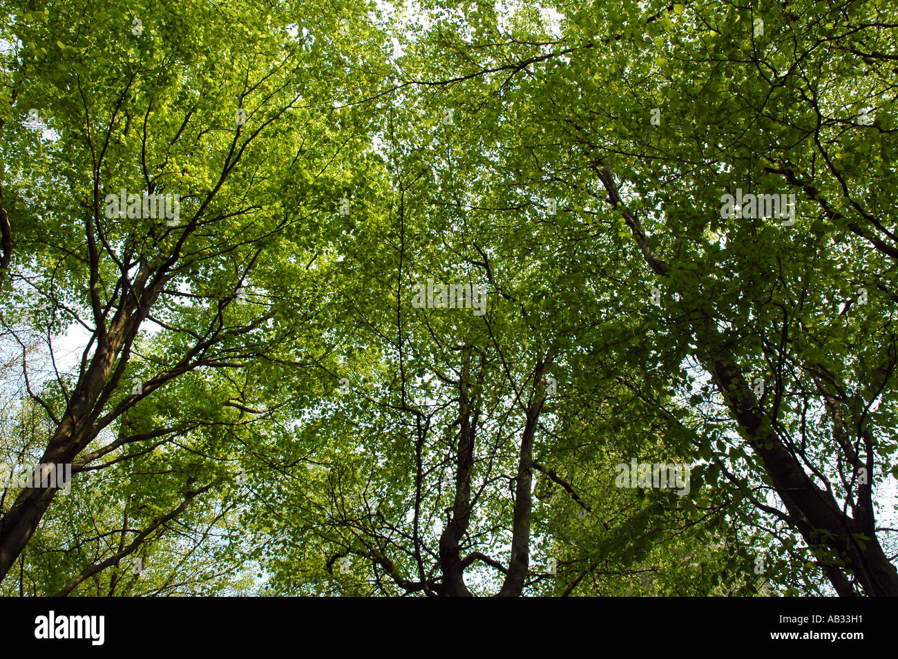 Trees in full leaf in a woodland area of South Yorkshire Stock Photo ...