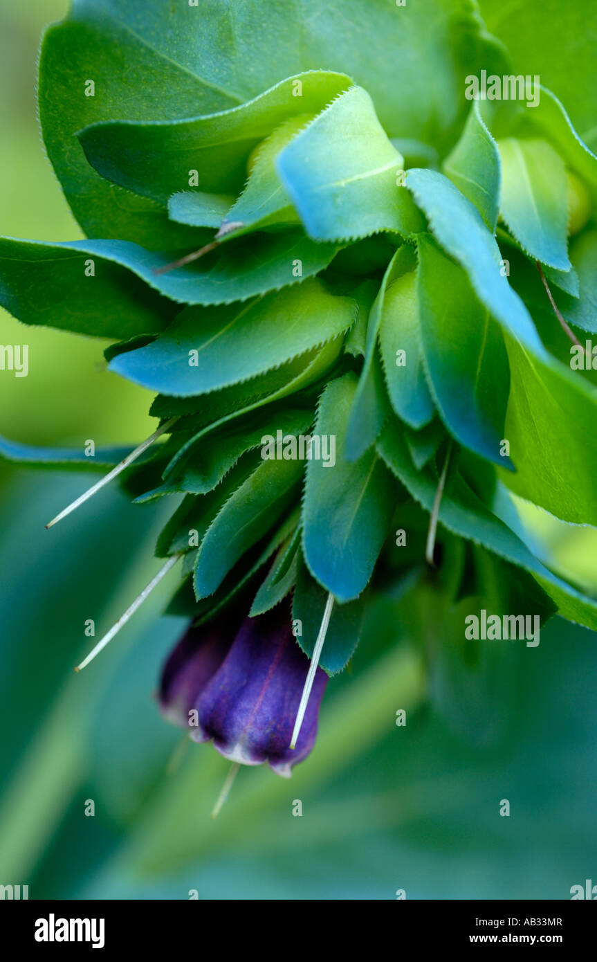 Cerinthe Major Purpurescens Stock Photo - Alamy