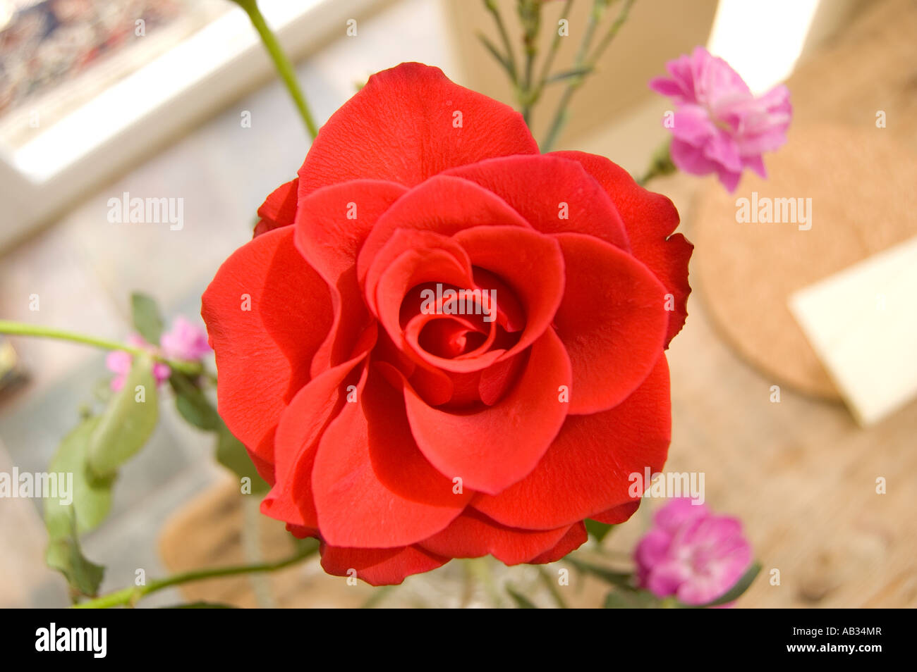 Red rose with slight decay Stock Photo - Alamy