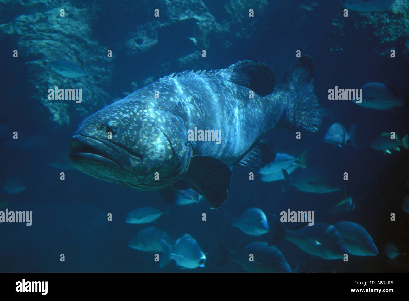 Grouper Goliath Grouper Stock Photo - Alamy