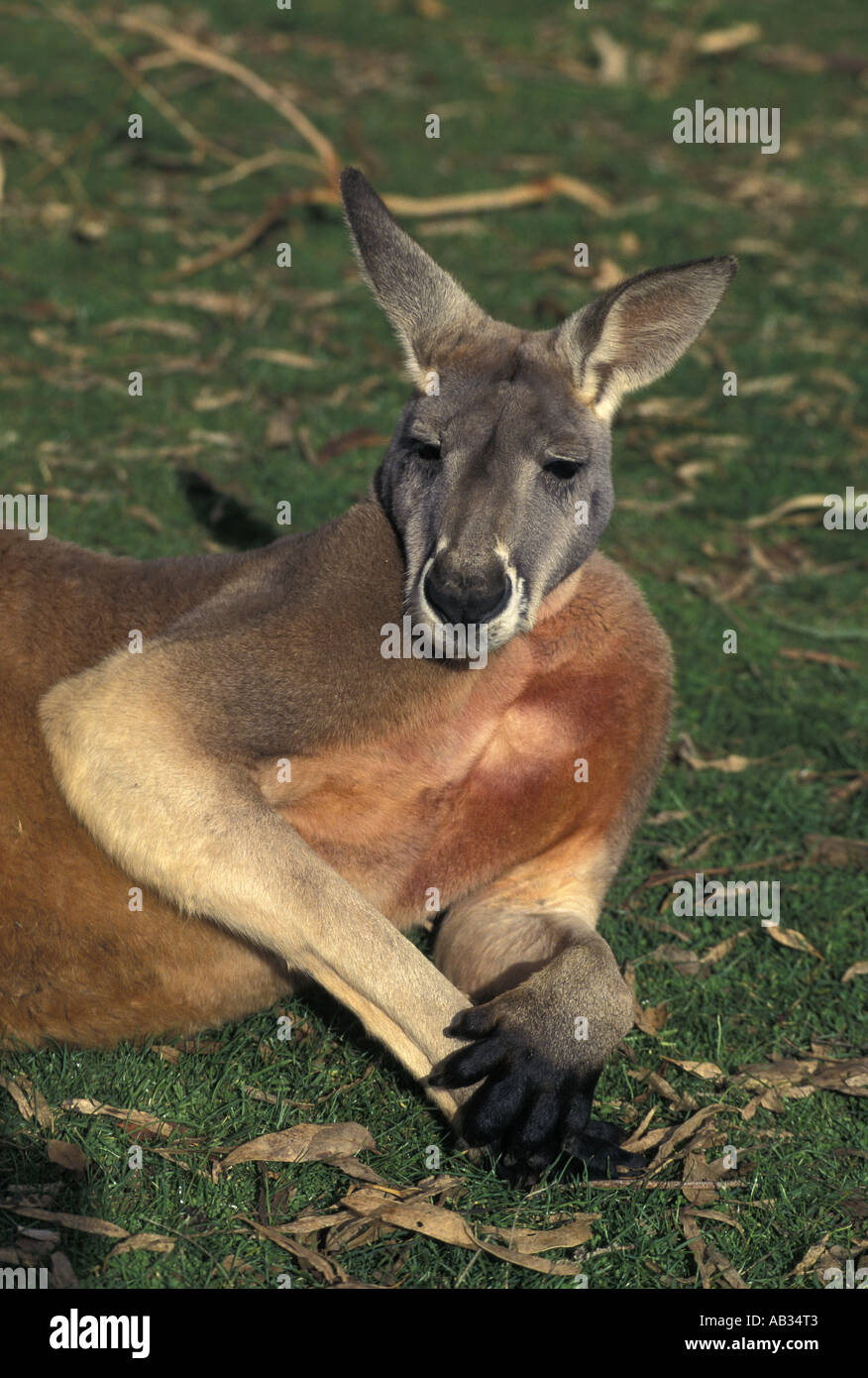 Kangaroo Red Kangaroo Stock Photo - Alamy