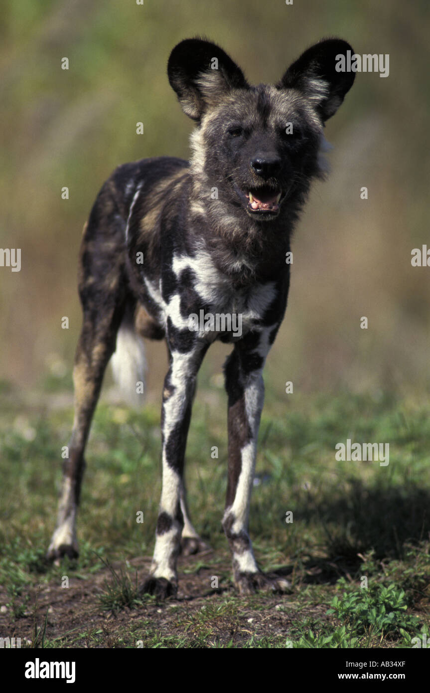 Wild Dog Cape Hunting Dog Stock Photo - Alamy