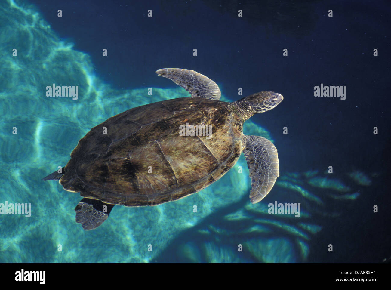 Turtle Green Sea Turtle Stock Photo - Alamy