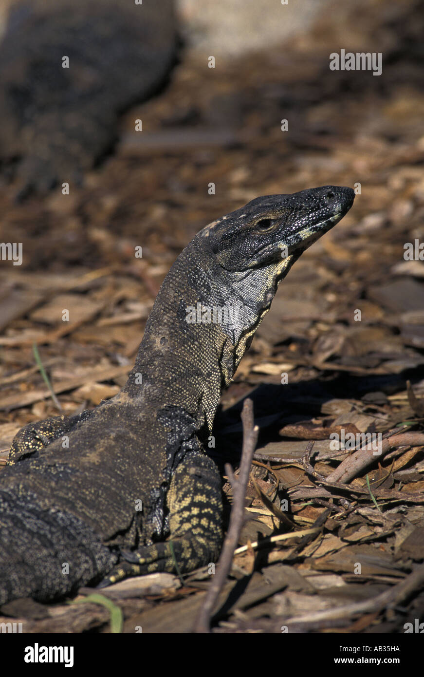 Lizard Monitor Lace Goanna Stock Photo - Alamy
