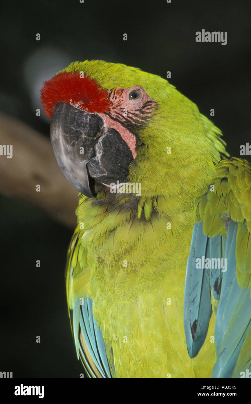 Macaw Military Macaw Stock Photo - Alamy