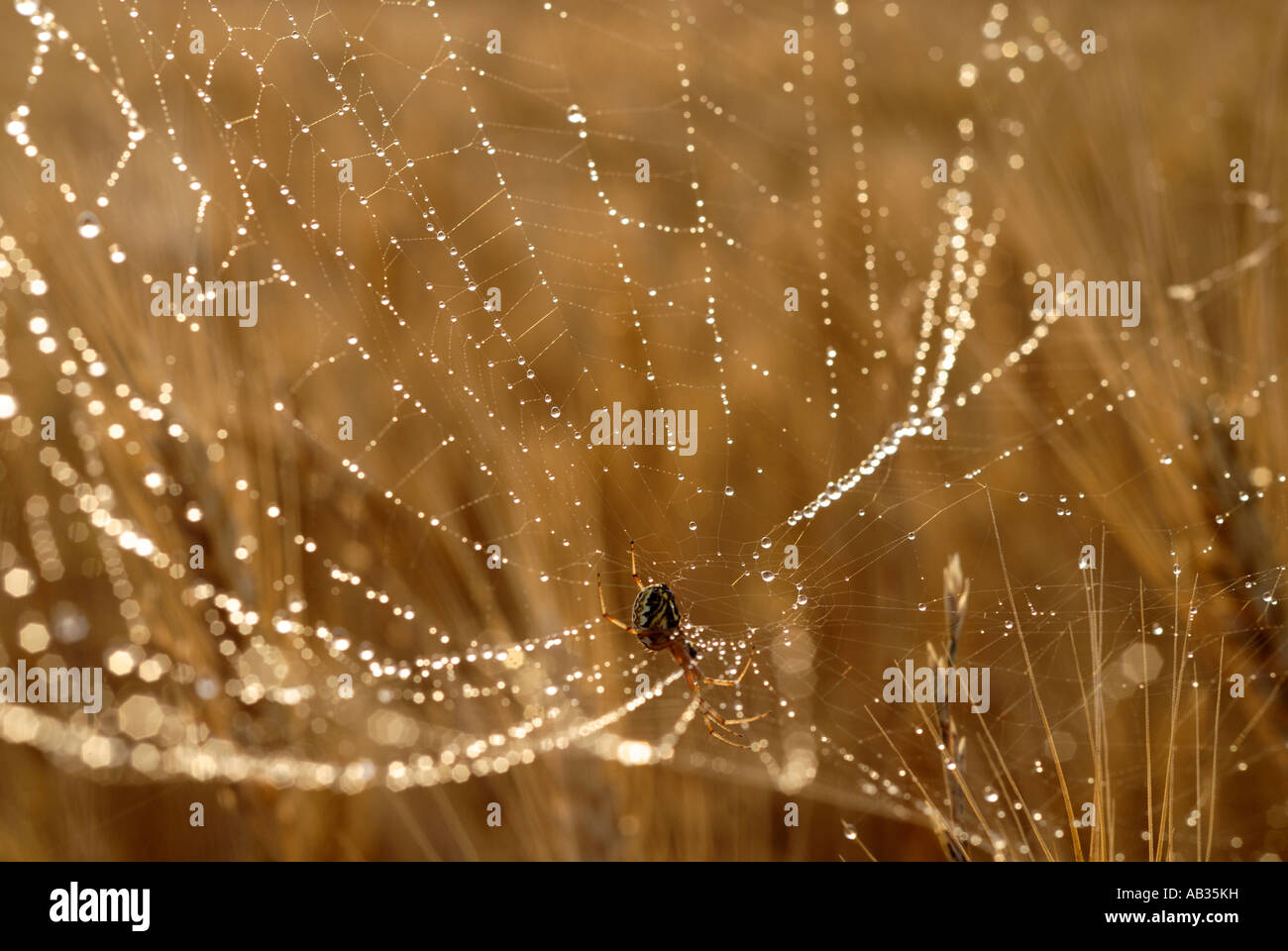 Israel Negev close up of a spider web on wheat stalk Stock Photo - Alamy