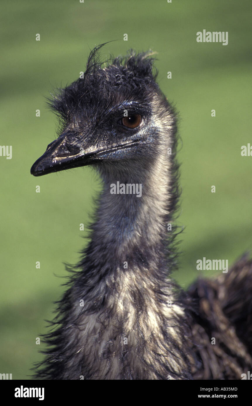 Bird Emus Flightless Bird Stock Photo - Alamy