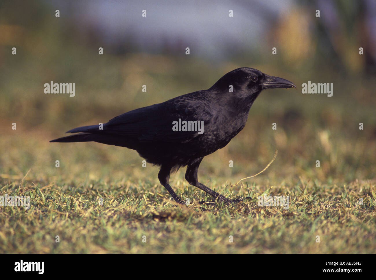 Crow american crow florida hi-res stock photography and images - Alamy