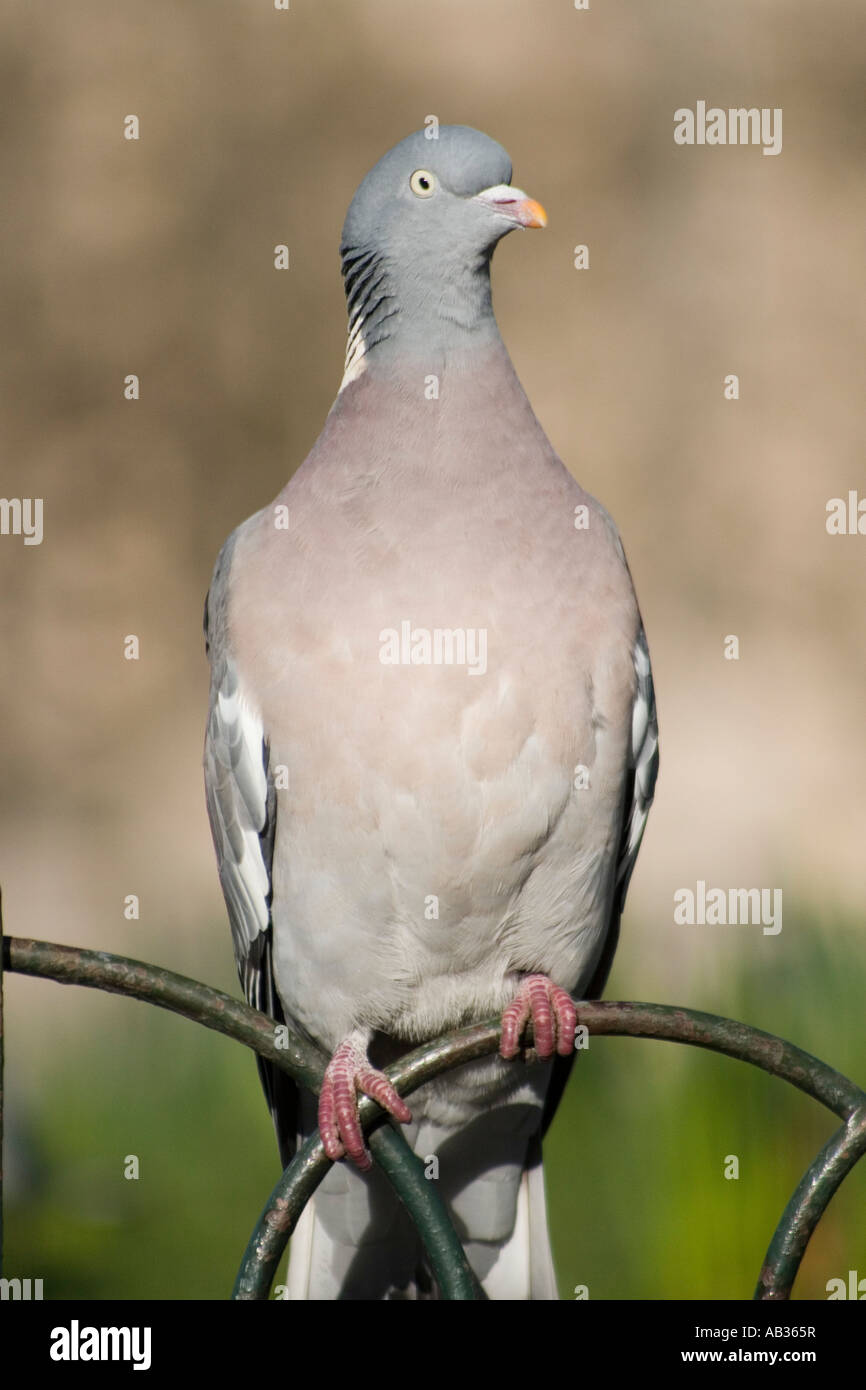 Pigeon sitting on a fence Stock Photo - Alamy