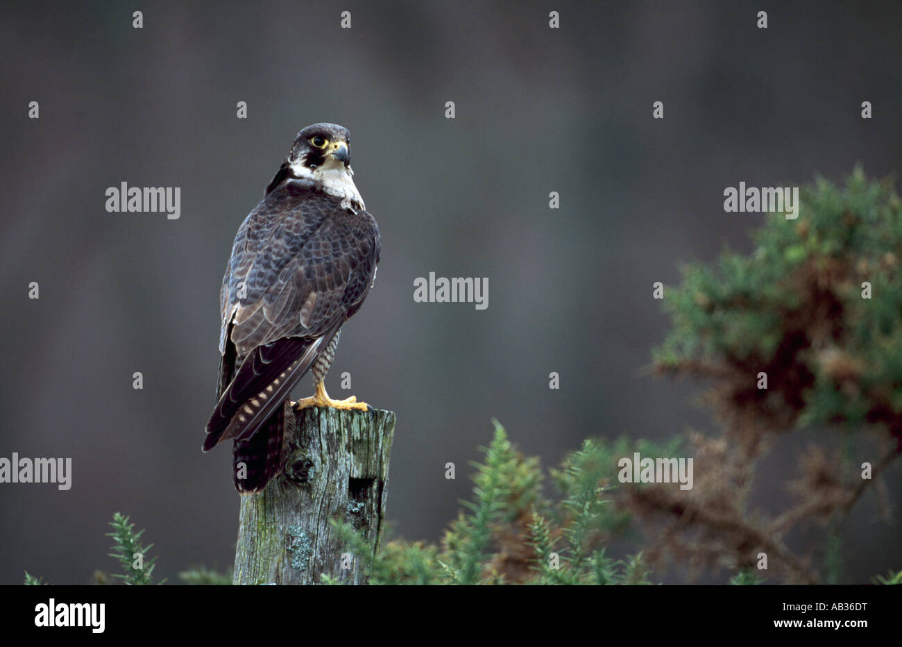 Peregrine falcon on fence post hi-res stock photography and images - Alamy