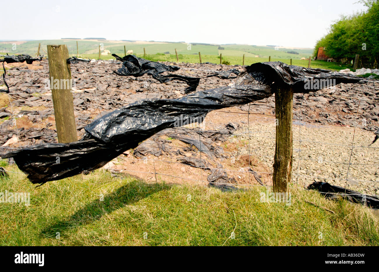 Used black plastic silage bags blowing on fence Trecastle Powys South ...