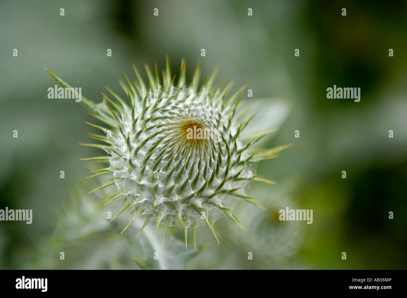 Seeding Thistles High Resolution Stock Photography and Images - Alamy