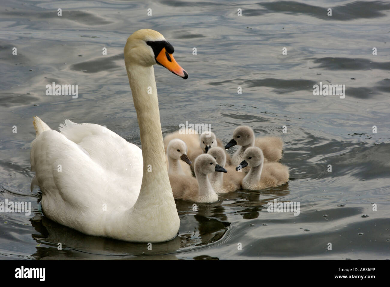 Swan hi-res stock photography and images - Alamy