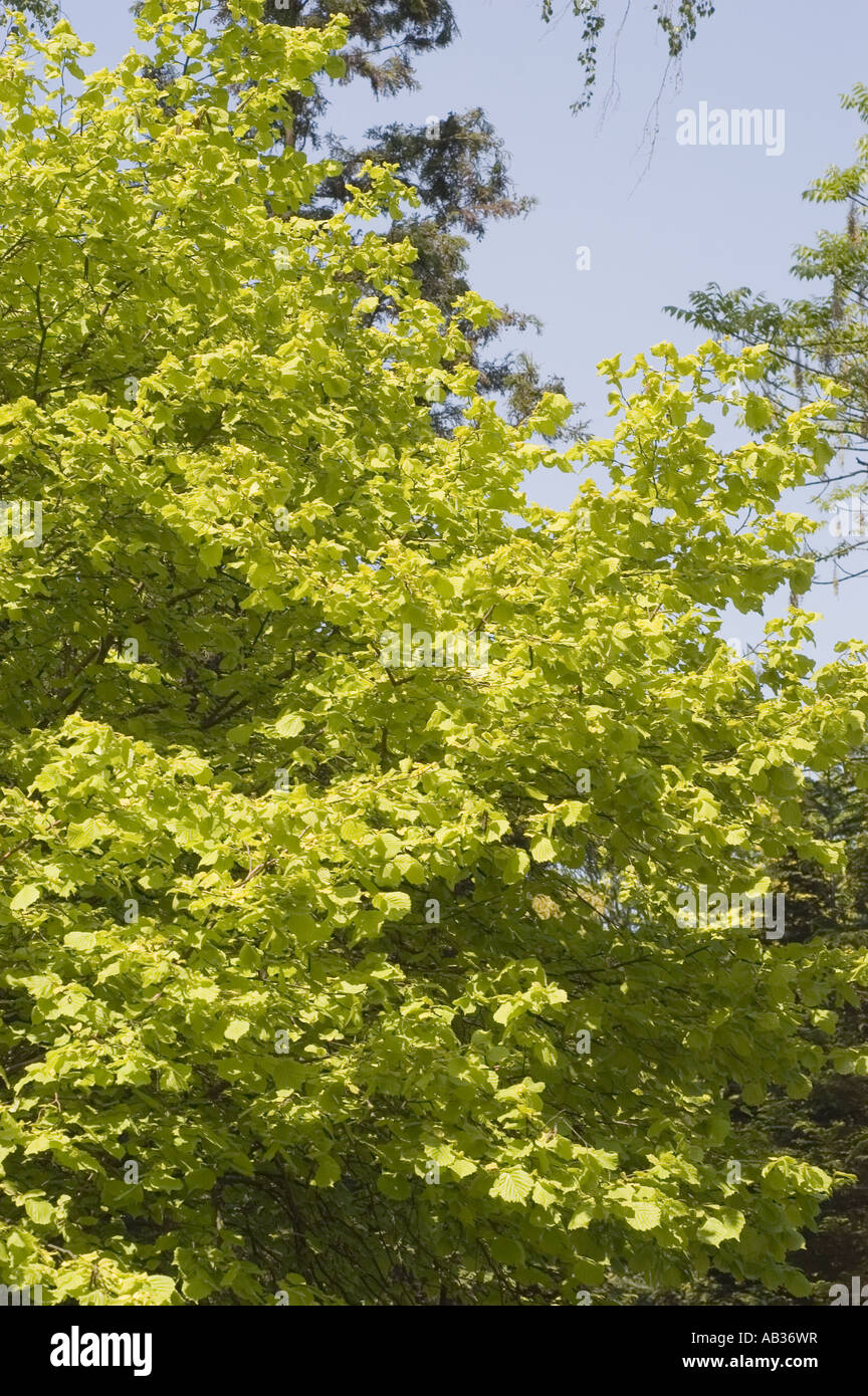 Corylus avellana aurea hi-res stock photography and images - Alamy