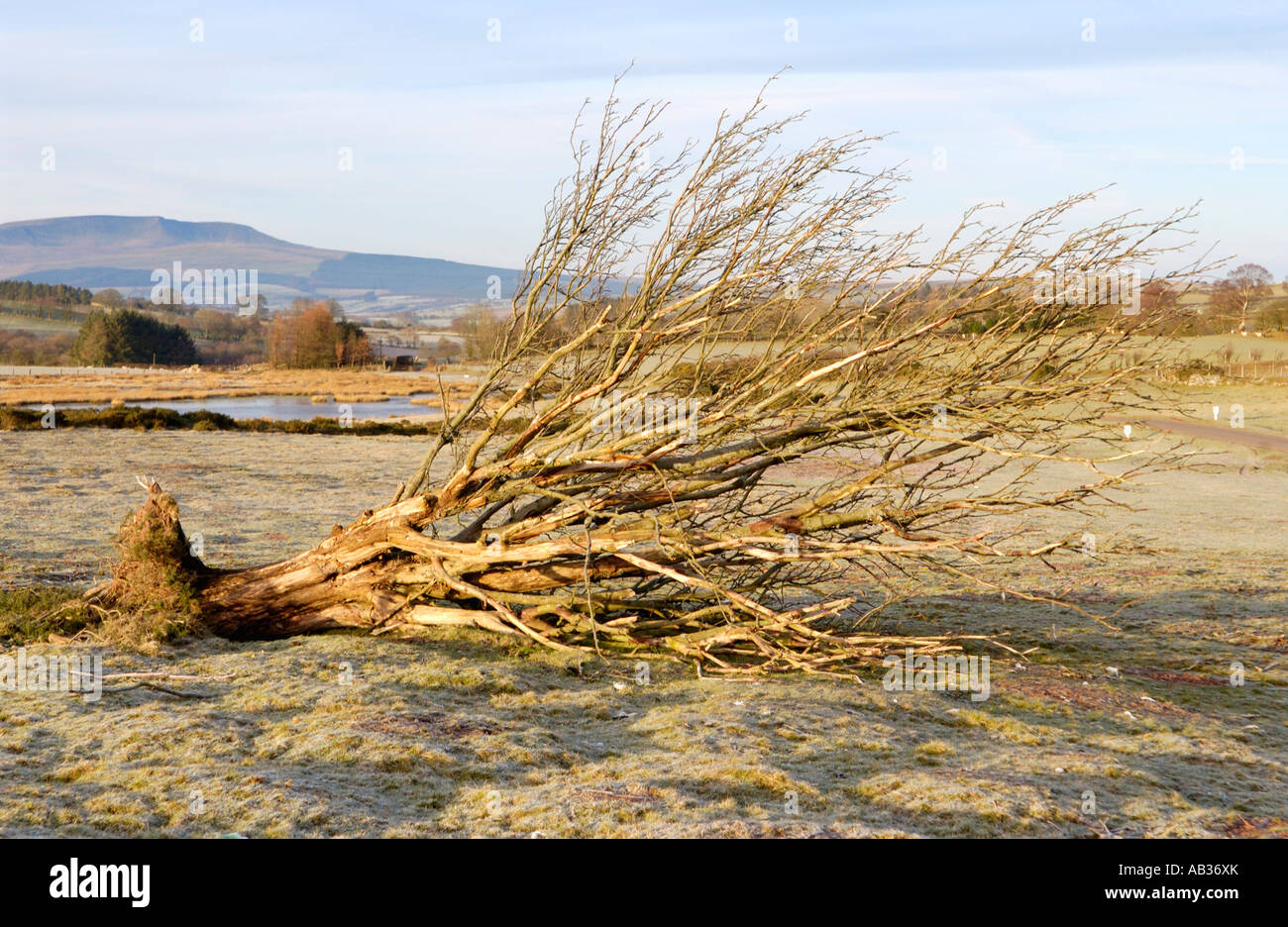 Tree blown over hi-res stock photography and images - Alamy