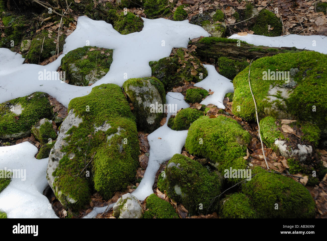 Green moss covering rocks with melting snow Stock Photo - Alamy