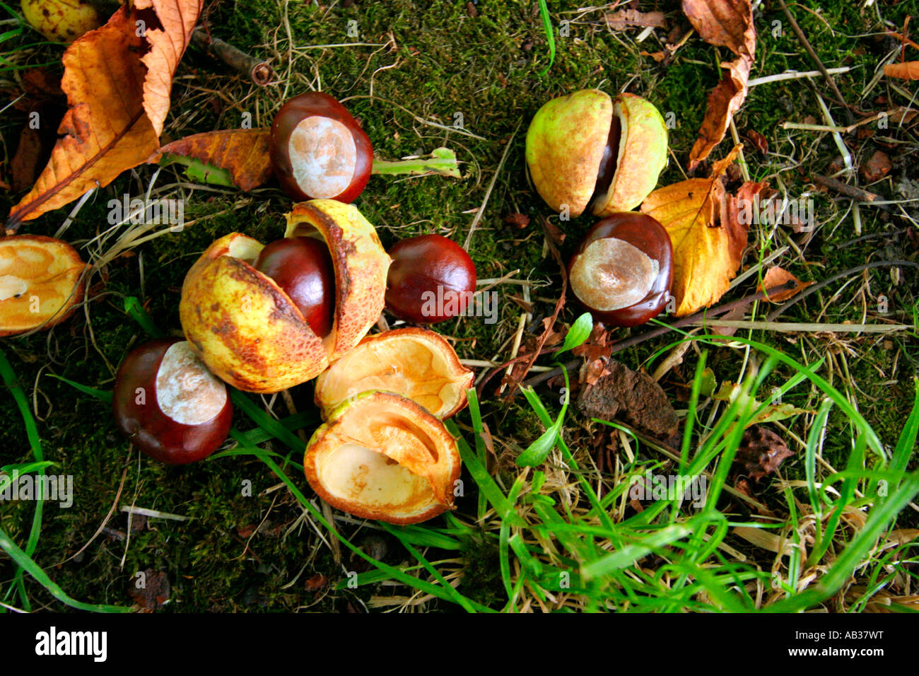 Ripe Conkers Horse chestnut on the forest floor.Yorkshire,England,UK ...