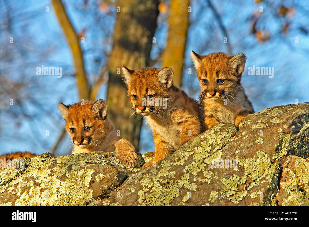 Mountain Lion Puma Cougar Felis concolor Pine County Minnesota USA ...