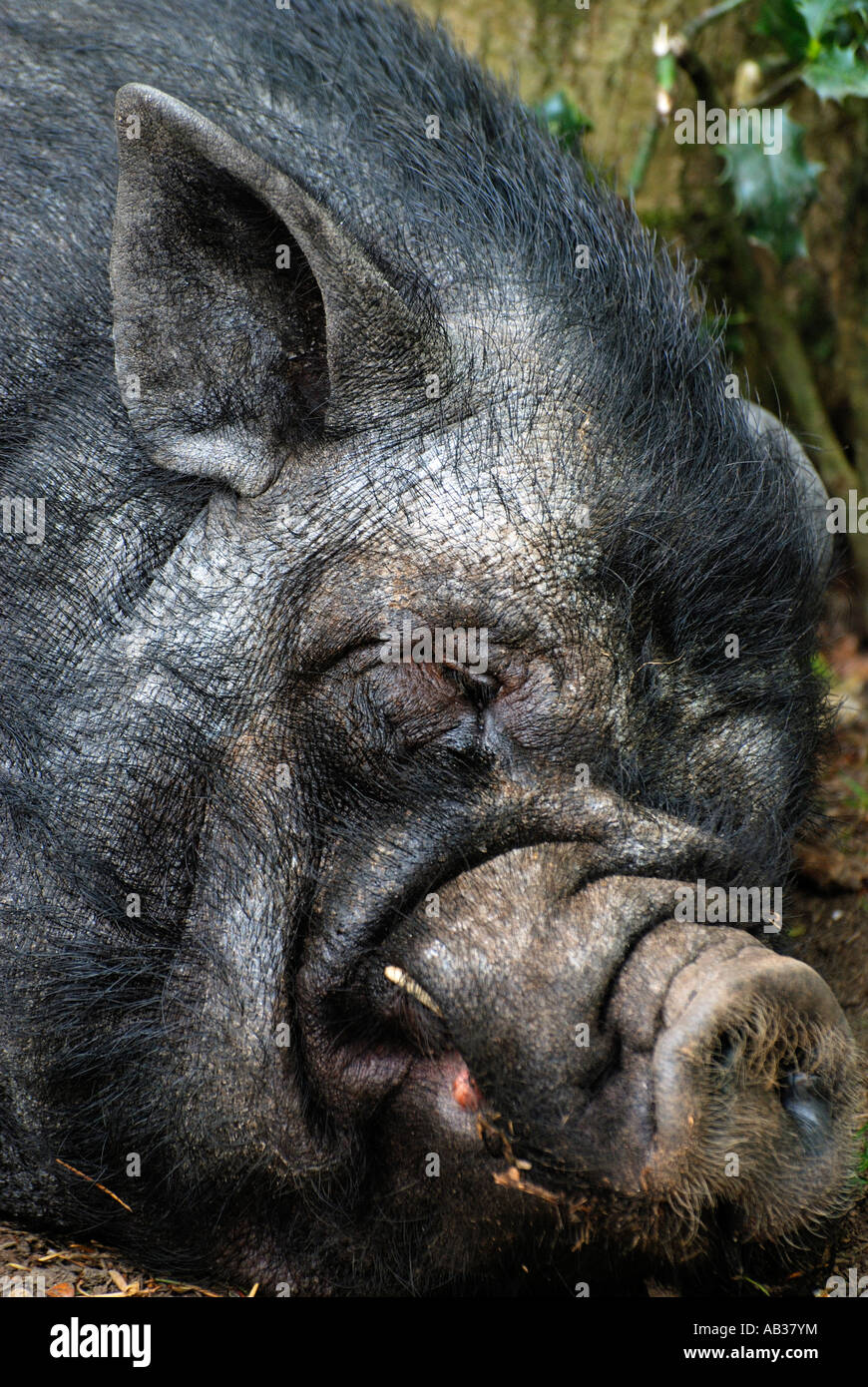 Close up portrait of a Vietnamese Pot bellied pig Sus scrofa laying on ...