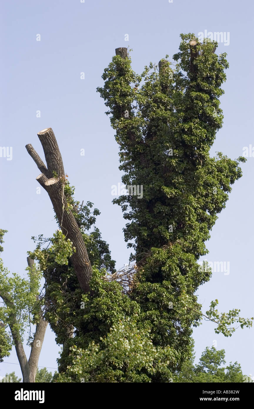 Cut tree after lighting thunderbolt hit it Stock Photo - Alamy