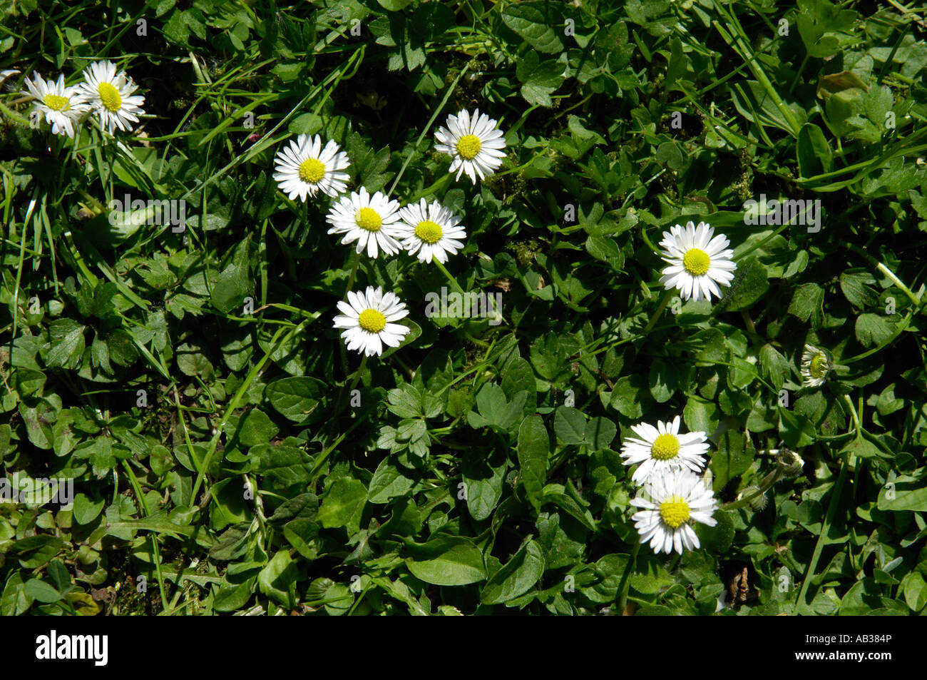 daisy wild flower garden green summer nature natural Stock Photo - Alamy