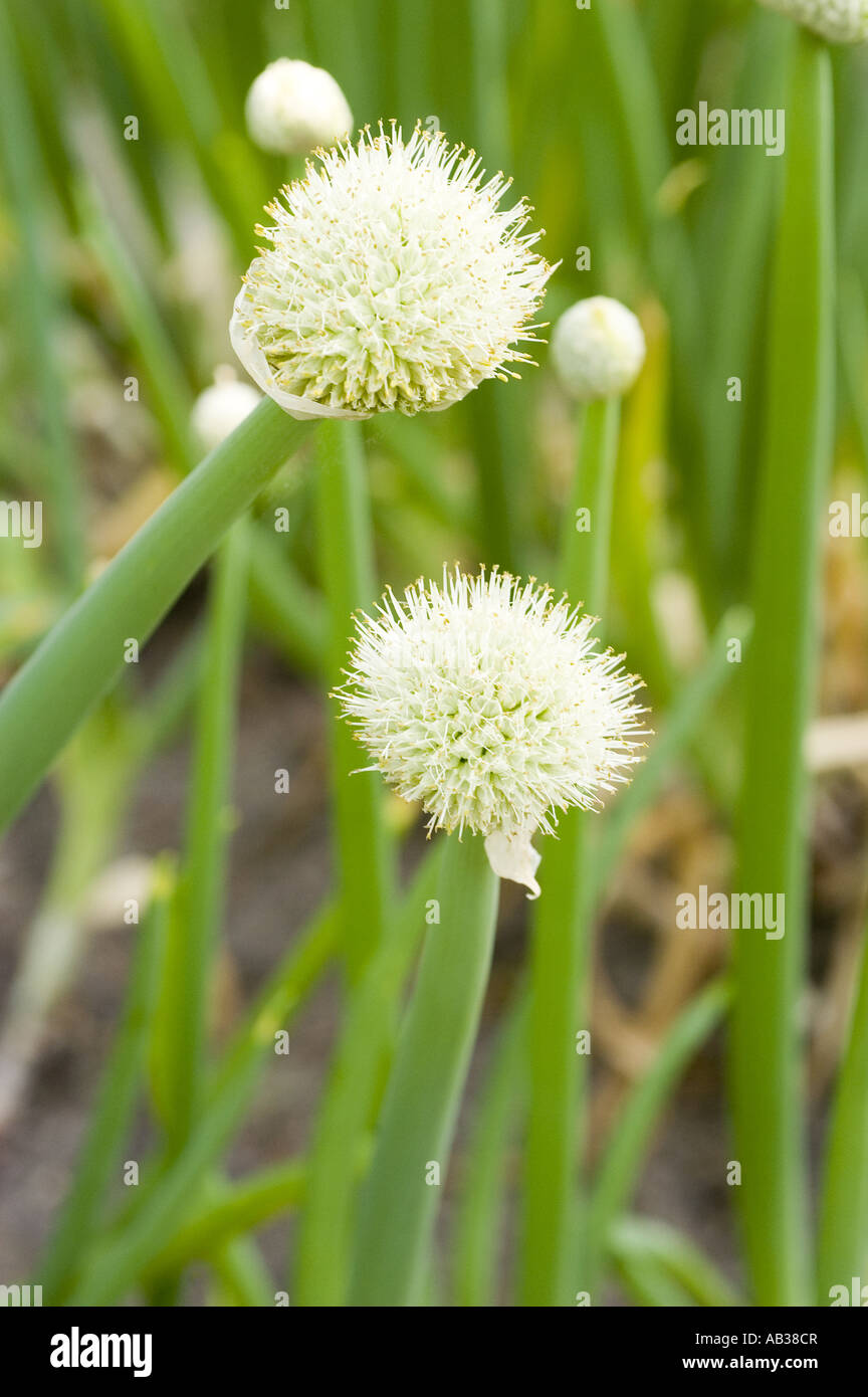 White spring flower of Welsh Onion or - Liliaceae - Allium fistulosum ...