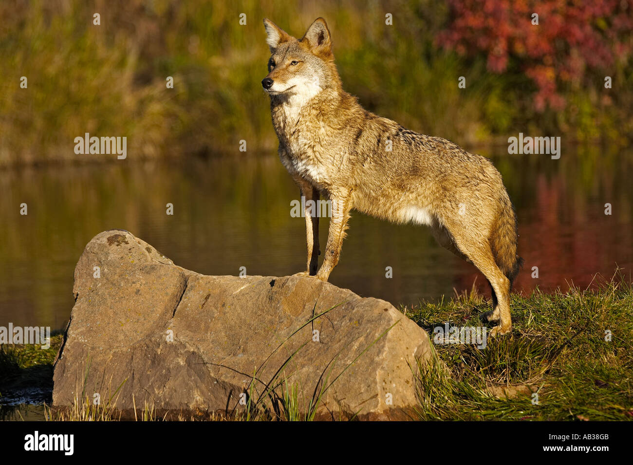 Coyote Canis latrans Kettle River Minnesota USA Stock Photo - Alamy