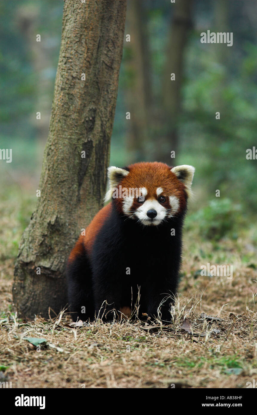 Lesser or Red Panda Airurus Fulgens scent marking tree Chengdu Panda ...