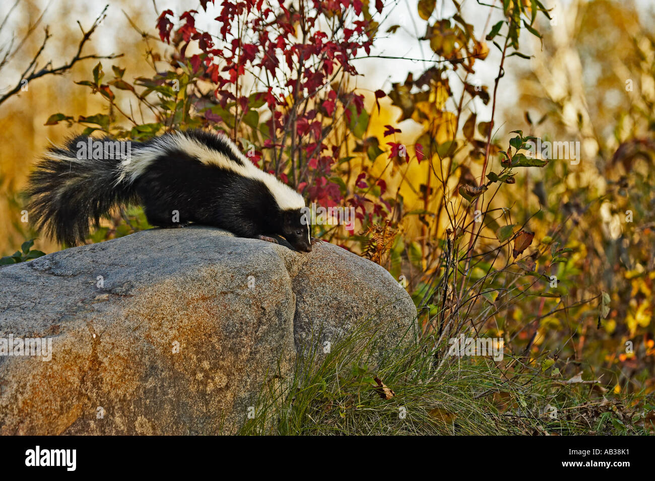 Striped Skunk Mephitis mephitis Pine County Minnesota USA Stock Photo ...