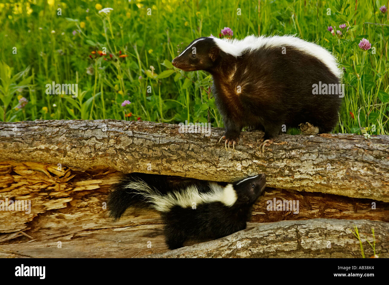 Striped Skunk Mephitis mephitis Pine County Minnesota USA Stock Photo ...