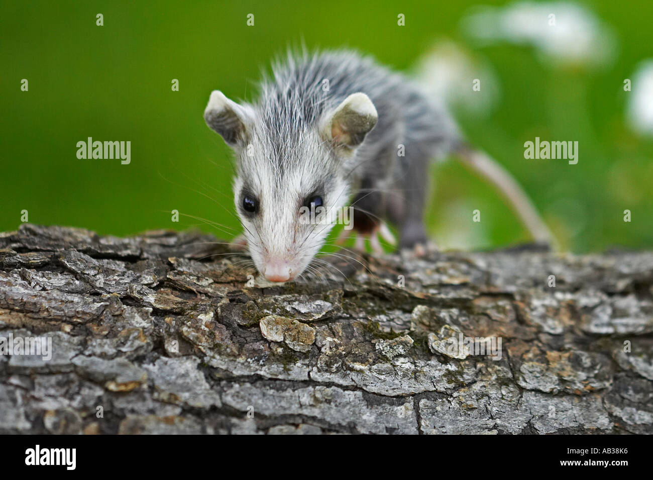 Virginia Opossum Didelphis virginiana Pine County Minnesota USA Stock ...