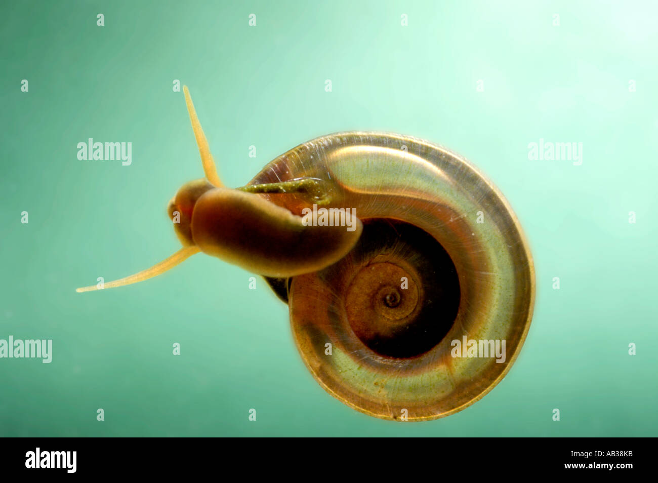White Ramshorn snail Planorbis albus showing shell body and antlers ...