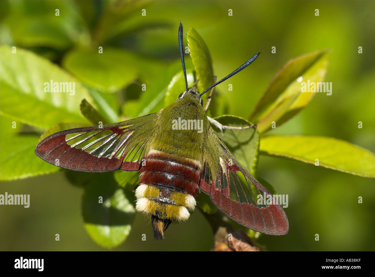 Probiscus bee hi-res stock photography and images - Alamy
